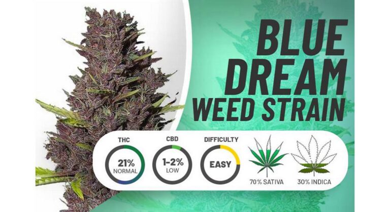 Unveiling the Enigma of Blue Dream Cannabis Strain: A Comprehensive ...